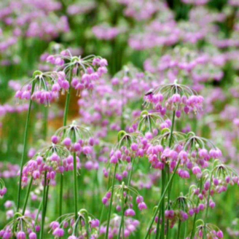 Battlbox | Wild Food Sources Found In Each North American Region ...