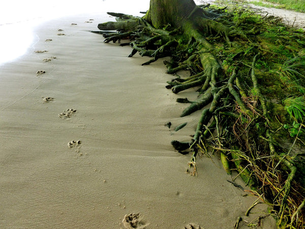 Animal Tracking - Battlbox.com