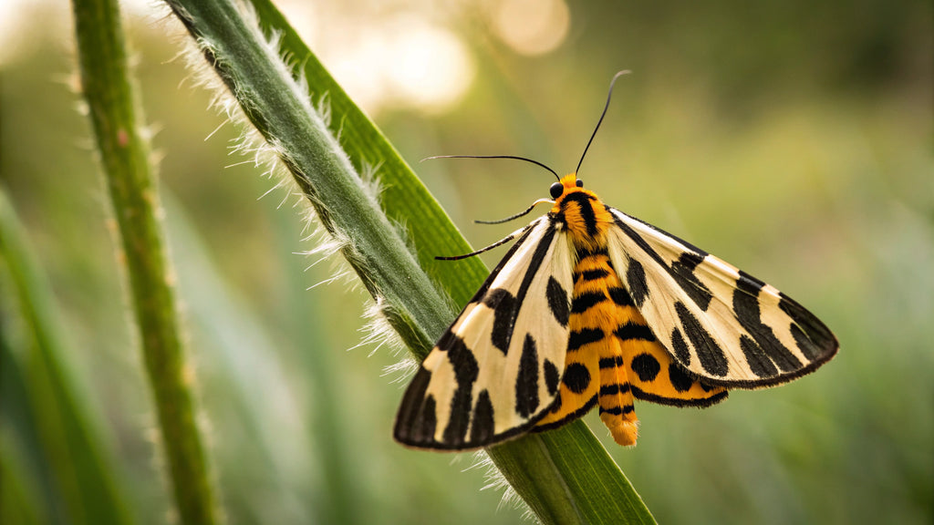 Are Tiger Moths Poisonous to Humans? | Battlbox - Battlbox.com