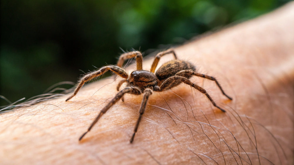 Can Spider Bites Cause Blisters? Understanding the Risks and Responses ...