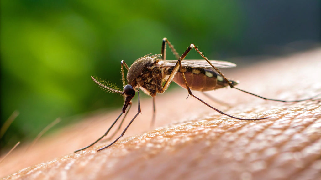 Can You Get Sepsis from Mosquito Bites? Understanding the Risks and ...