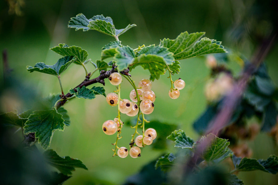 How to identify poisonous plants and berries in the wild? - Battlbox.com