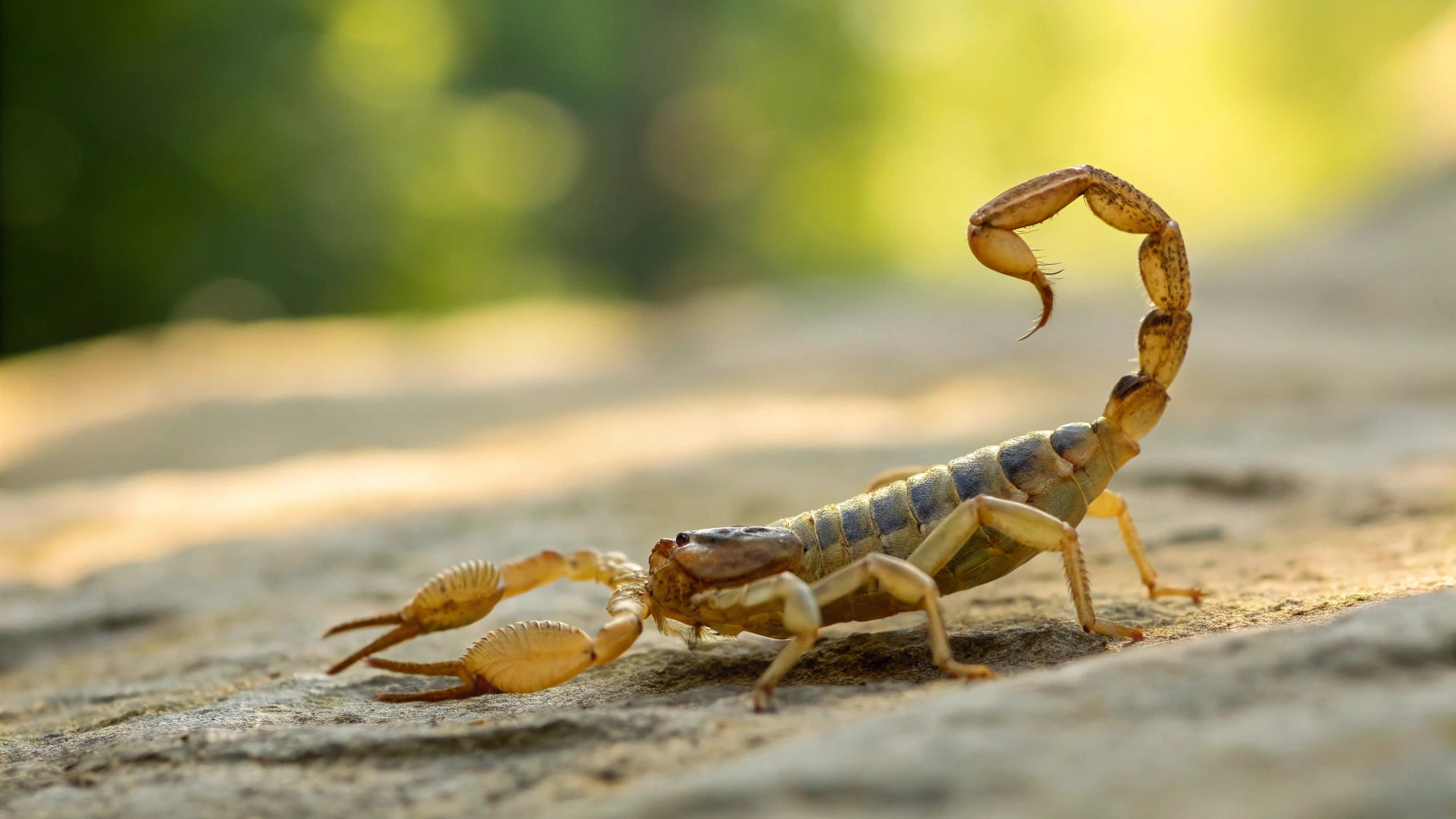How Bad is a Scorpion Sting: Understanding the Pain and Risks ...