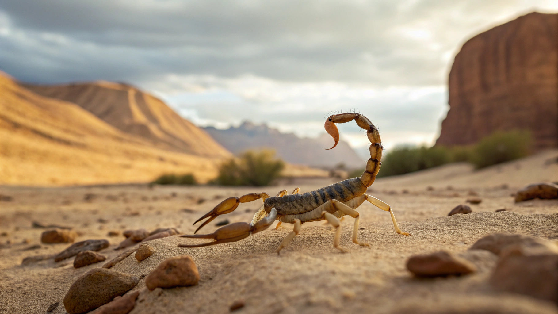 How to Avoid Scorpion Stings: Essential Tips for Outdoor Enthusiasts ...