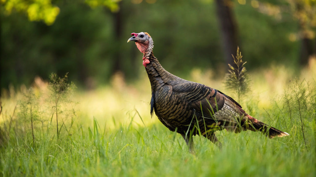 How to Hunt Turkey: A Comprehensive Guide for Beginners and Veterans ...