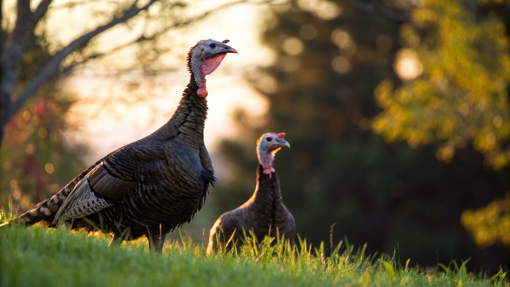 How to Hunt Turkeys in the Evening: Expert Scout Tips - Battlbox.com