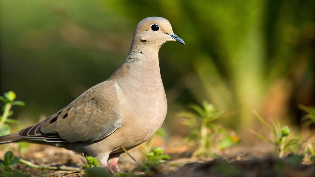 How to Identify a Dove While Hunting | Battlbox - Battlbox.com