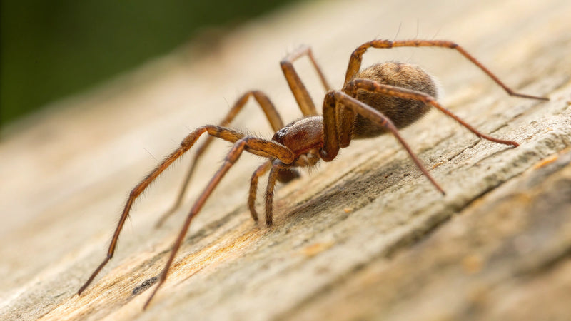 How to Treat Brown Recluse Bite: An Essential Guide to Safety and ...