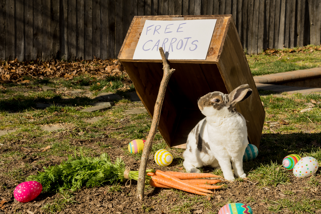 Trapping Tips for Beginners | BattlBox - Battlbox.com