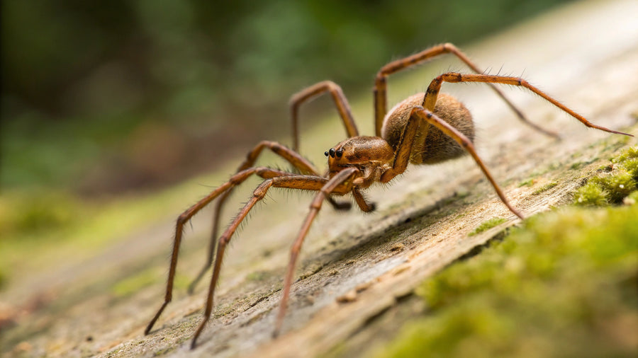Understanding Brown Recluse Bite Symptoms: What You Need to Know ...