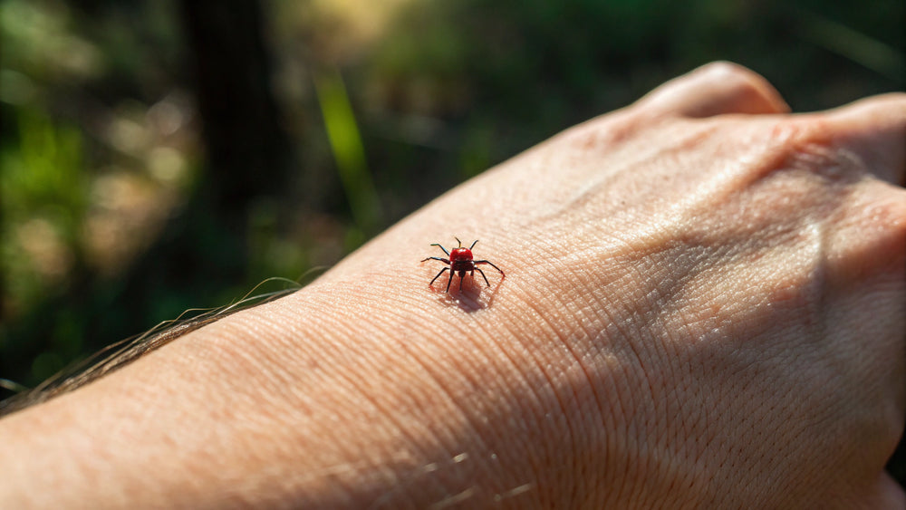 What Does a Spider Bite Feel Like? Understanding Symptoms and Treatment ...