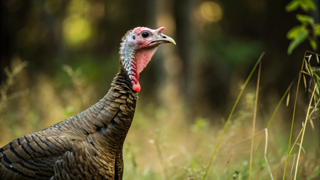 Where to Hunt Merriam Turkeys: Your Ultimate Guide | Battlbox ...